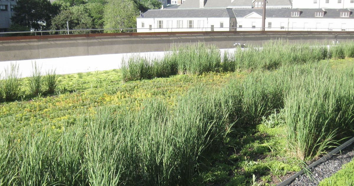 Les différents types de toits végétalisés - Écohabitation