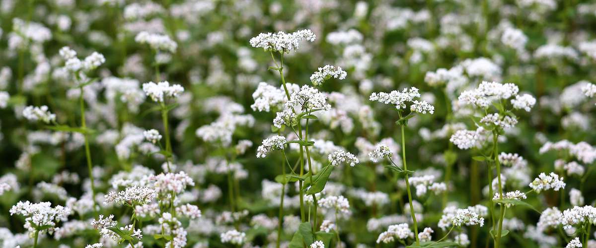Engrais verts : nourrir le sol et beaux légumes - Écohabitation