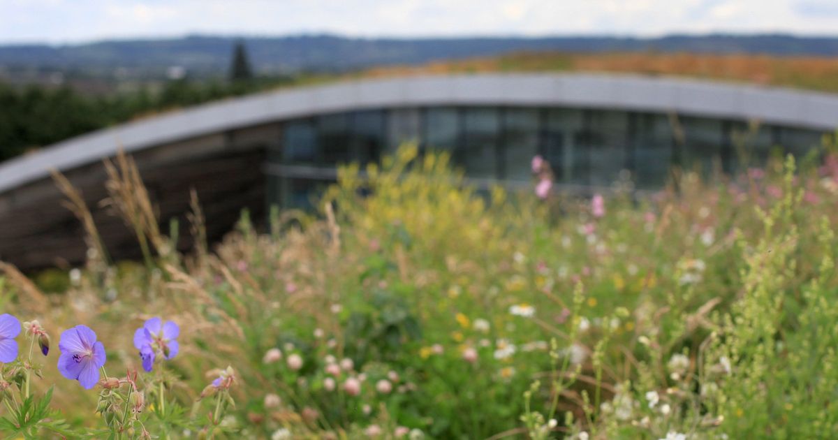 Toit vegetal : étape par étape, avantages et inconvénients - Écohabitation