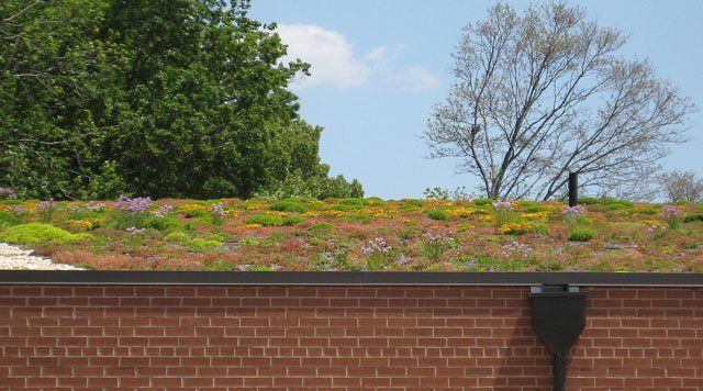 Pour aller plus loin : toit vert, toits verts, toits végétaux ...