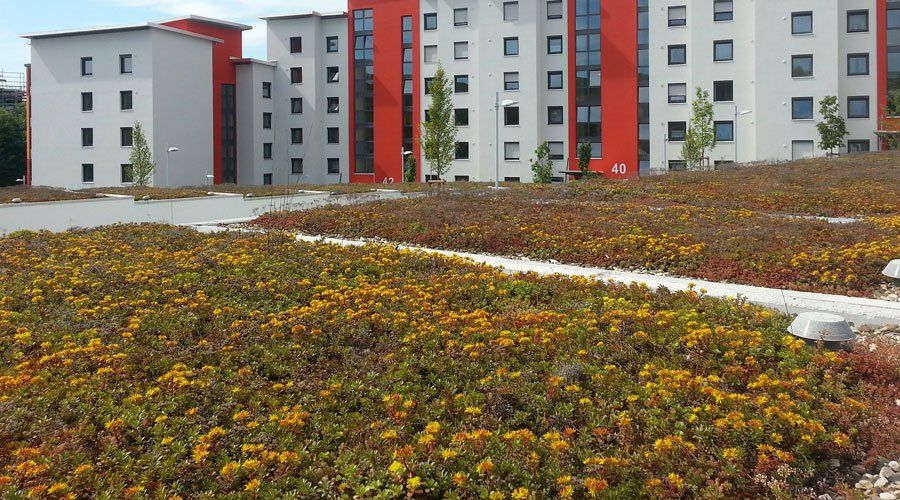 Tout sur les toits végétalisés - Écohabitation