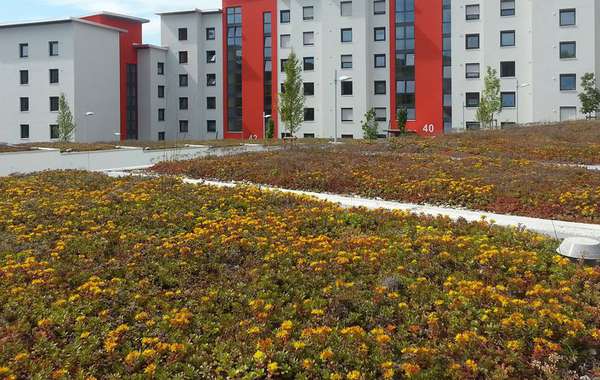 Différents types de toits végétalisés : intensif, semi-extensif, exten ...