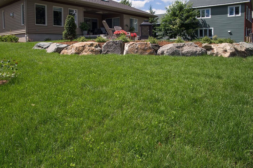 Couvre-sol Éco-Trèfle de Gazon Richer - Écohabitation